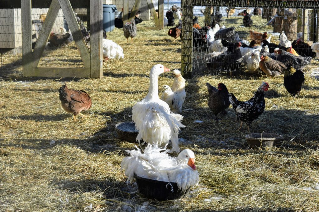 The 2019 Northeastern Poultry Congress in Springfield, Massachusetts ...