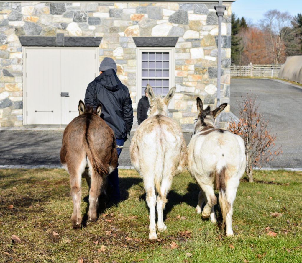 A Visit with My Donkeys - The Martha Stewart Blog