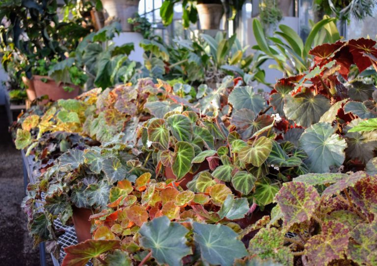 Caring for My Begonias - The Martha Stewart Blog
