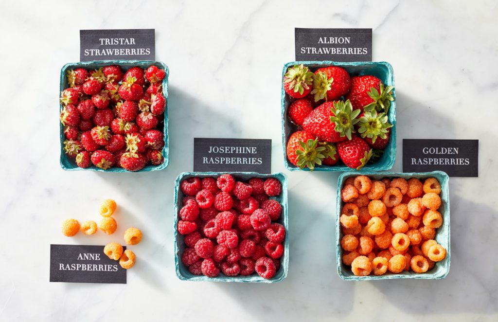 Season-11 of "Martha Bakes" Premieres on PBS - The Martha Stewart Blog