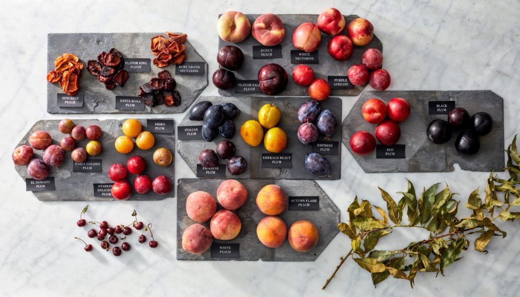 Season-11 of "Martha Bakes" Premieres on PBS - The Martha Stewart Blog