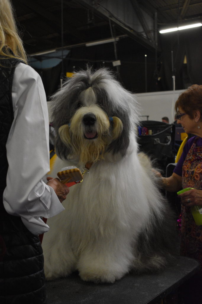 The 143rd Westminster Kennel Club Dog Show - The Martha Stewart Blog