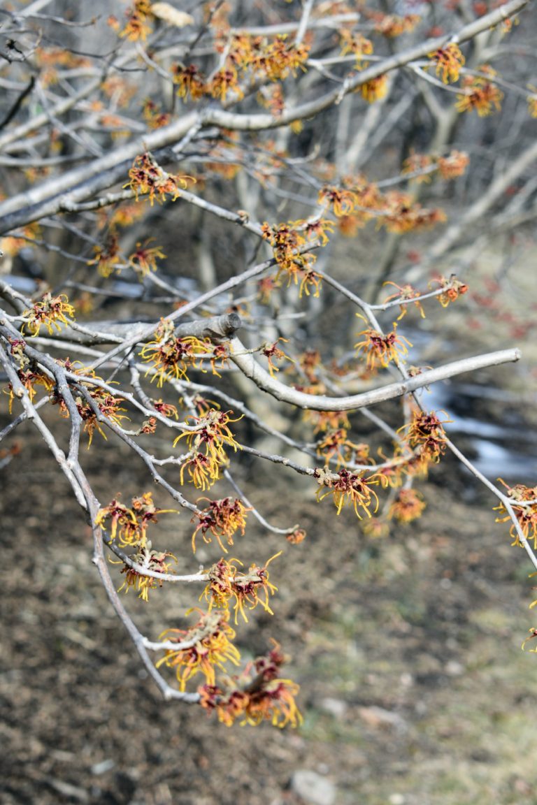 The Martha Stewart Blog : Blog Archive The Blooming Witch Hazel at My ...