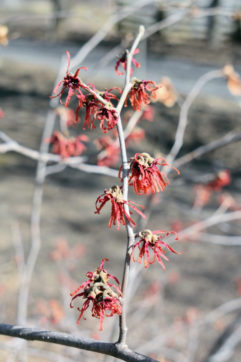 The Blooming Witch Hazel at My Farm - The Martha Stewart Blog