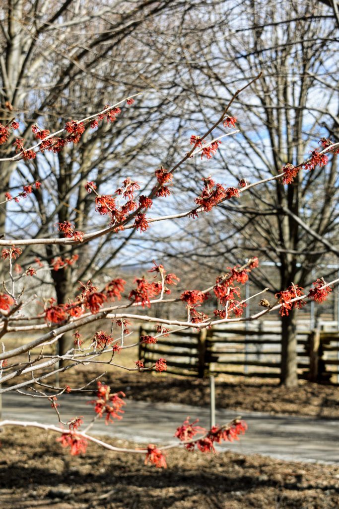 The Martha Stewart Blog : Blog Archive The Blooming Witch Hazel at My ...