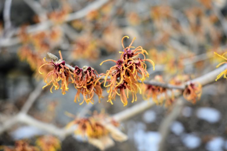 The Blooming Witch Hazel at My Farm - The Martha Stewart Blog
