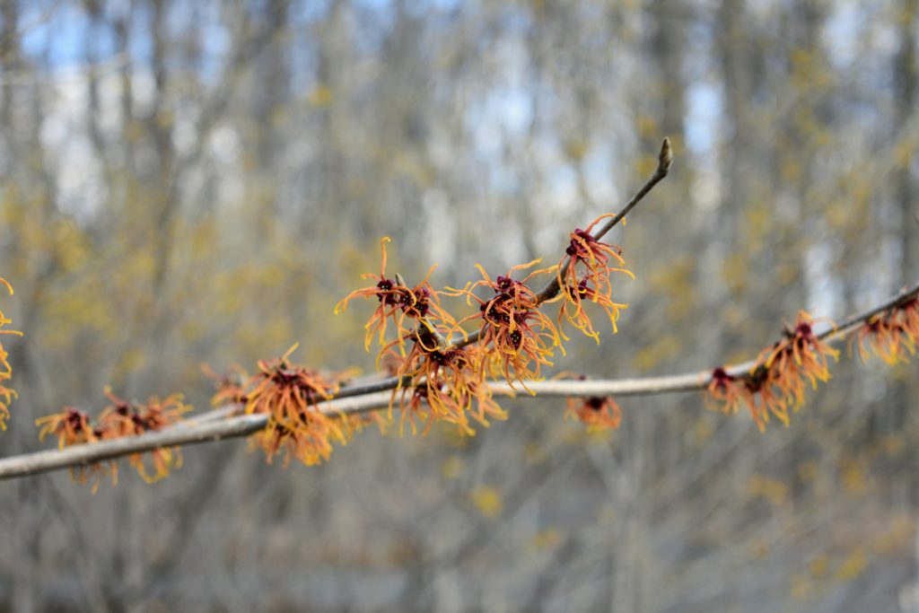 The Martha Stewart Blog : Blog Archive The Blooming Witch Hazel at My ...