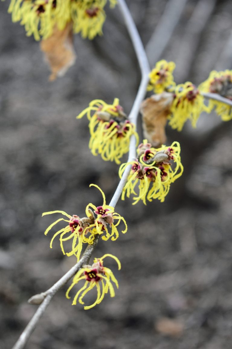 The Blooming Witch Hazel at My Farm - The Martha Stewart Blog