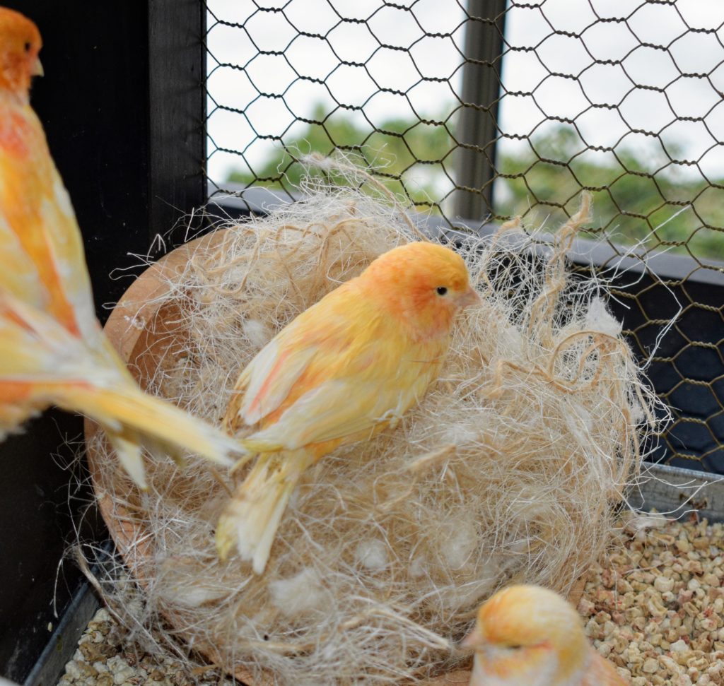 Daily Care for My Canaries - The Martha Stewart Blog