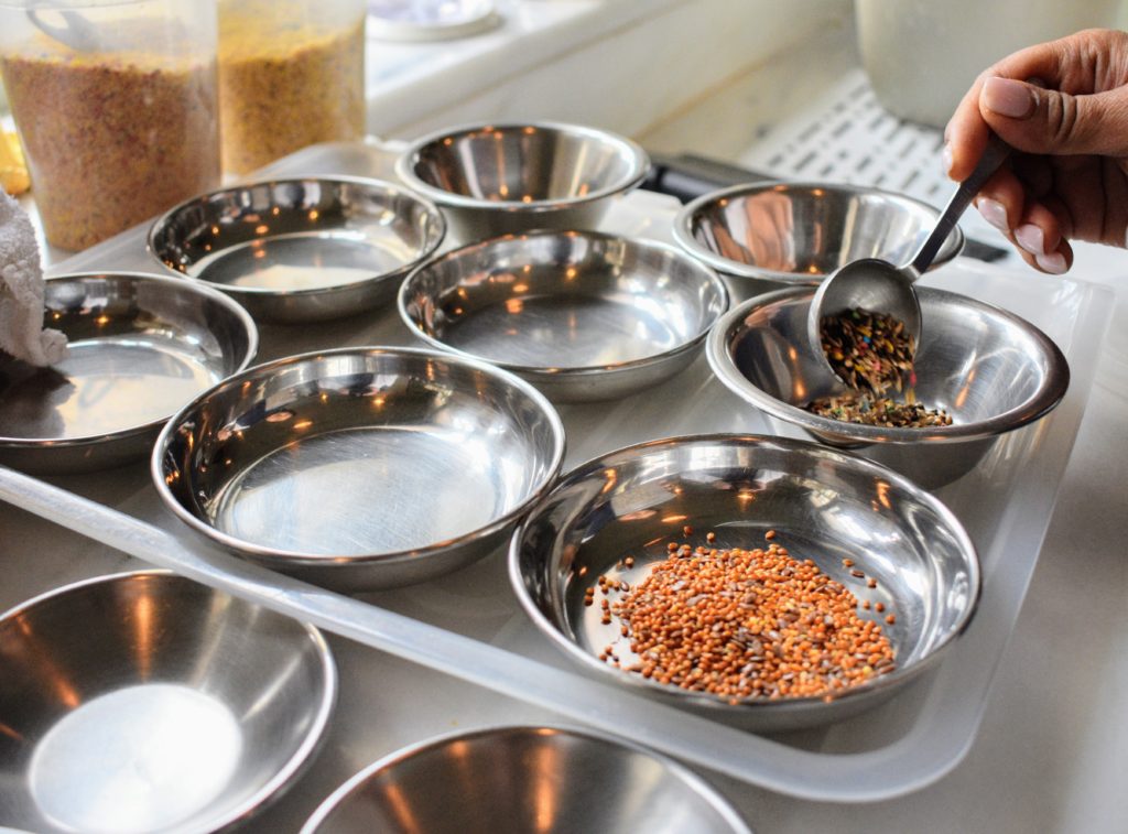 Daily Care for My Canaries - The Martha Stewart Blog