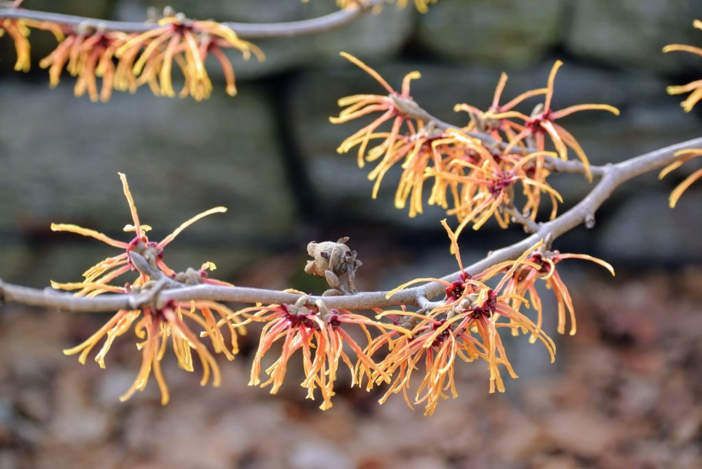 The Blooming Witch Hazel at My Farm - The Martha Stewart Blog