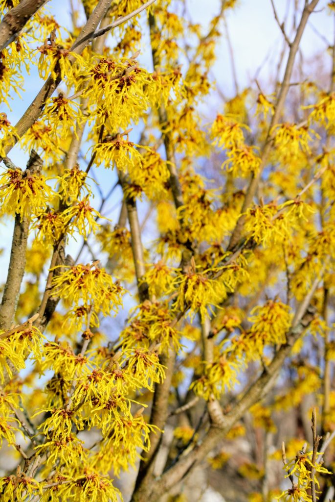 The Blooming Witch Hazel at My Farm - The Martha Stewart Blog