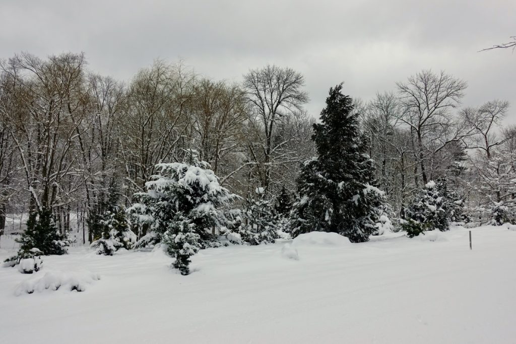 The Martha Stewart Blog : Blog Archive An Early March Snowstorm - The ...