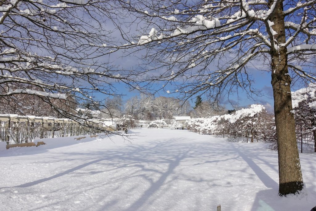 The Martha Stewart Blog : Blog Archive An Early March Snowstorm - The ...