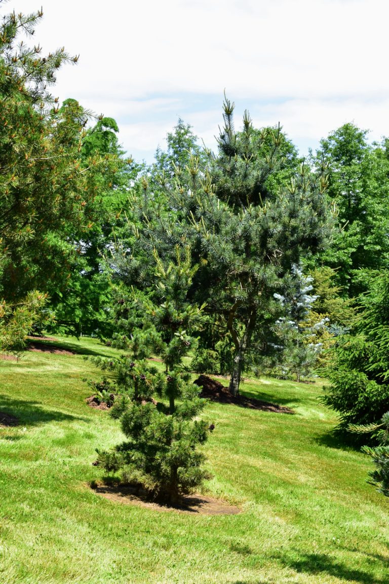 Mulching the Pinetum at My Farm - The Martha Stewart Blog