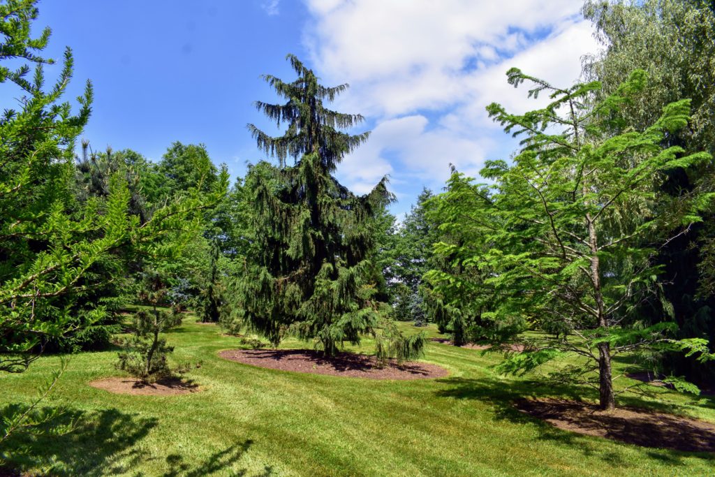 Mulching the Pinetum at My Farm - The Martha Stewart Blog