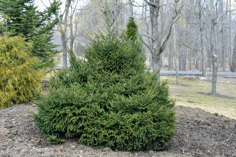 Mulching the Pinetum at My Farm - The Martha Stewart Blog