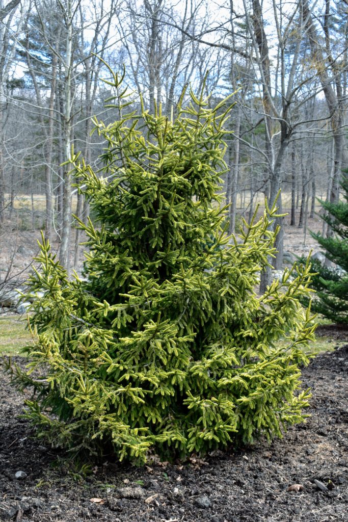 Mulching the Pinetum at My Farm - The Martha Stewart Blog