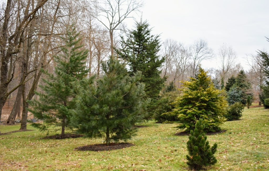Mulching the Pinetum at My Farm - The Martha Stewart Blog