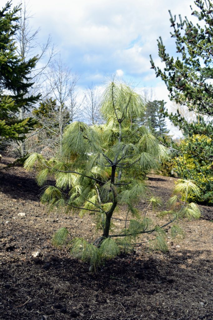 Mulching the Pinetum at My Farm - The Martha Stewart Blog