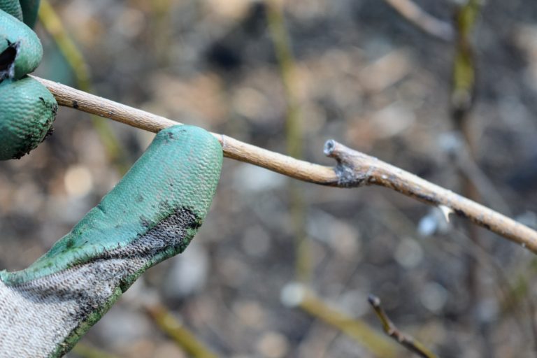 Pruning Around the Farm - The Martha Stewart Blog