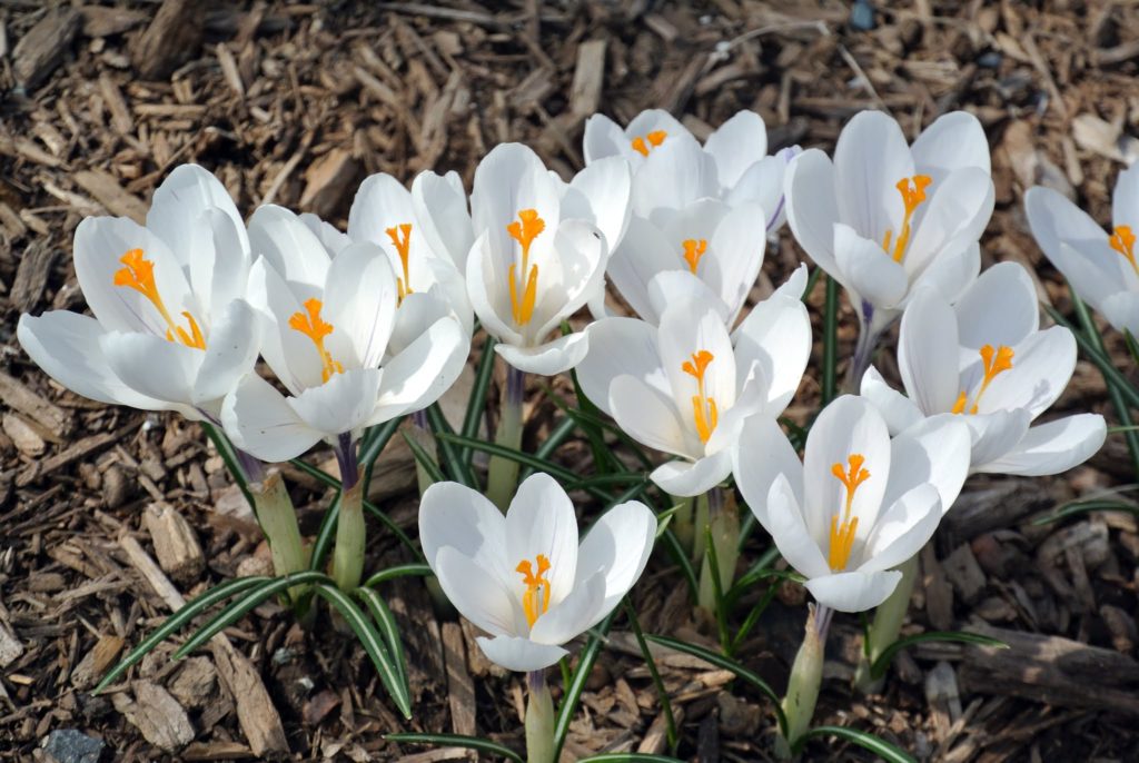 Spring Blooms Emerging at My Farm - The Martha Stewart Blog