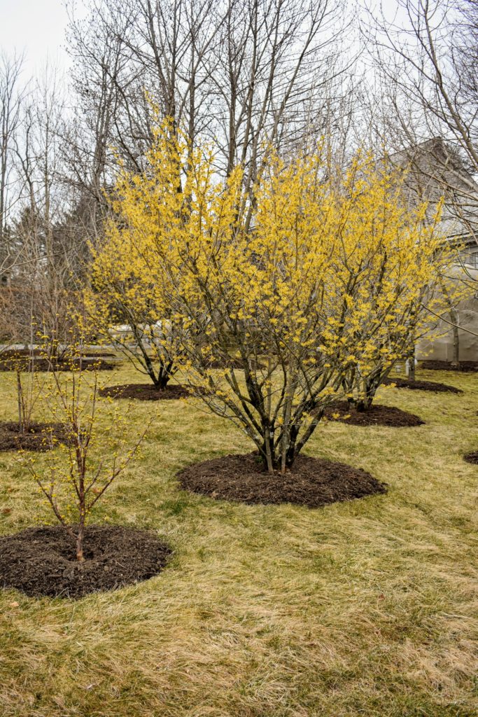Spring Blooms Emerging at My Farm - The Martha Stewart Blog