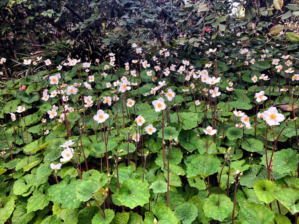 The Huntington: Library, Art Collections and Botanical Gardens - The ...