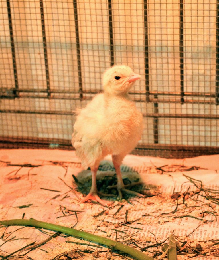 A Peachick at My Farm - The Martha Stewart Blog