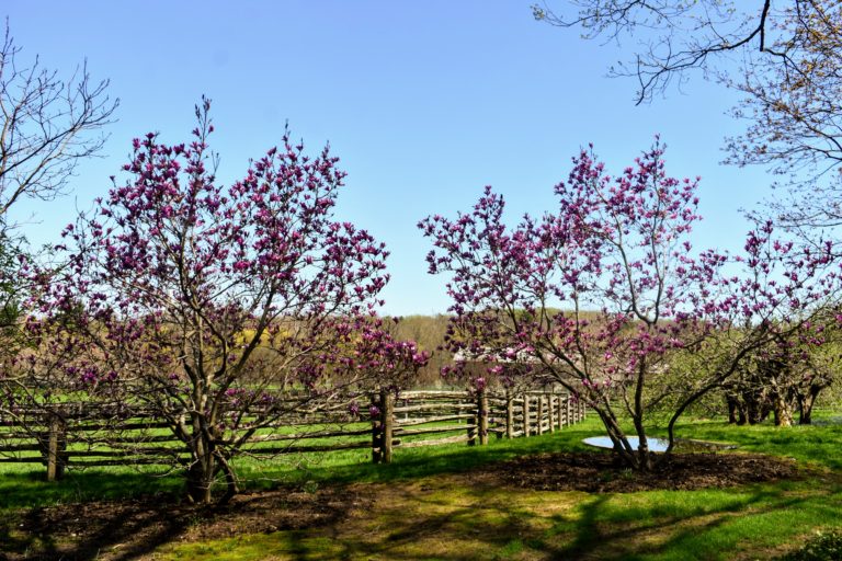 Springtime Trees at My Farm - The Martha Stewart Blog
