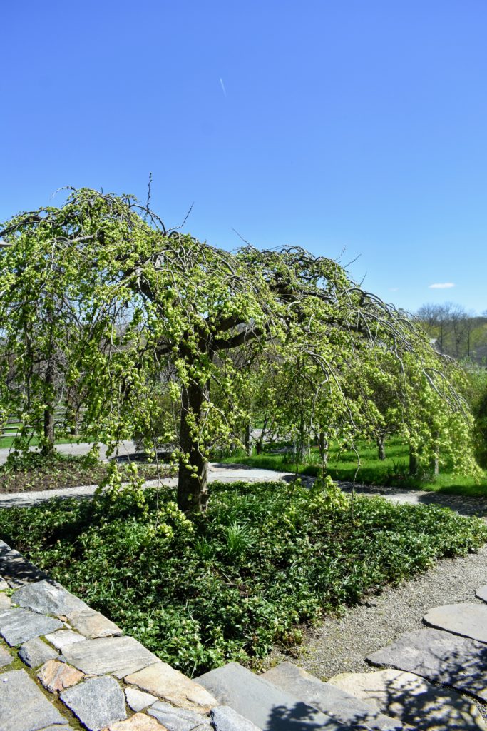 Springtime Trees at My Farm - The Martha Stewart Blog