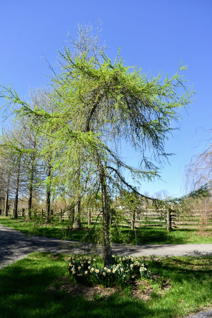 Springtime Trees at My Farm - The Martha Stewart Blog