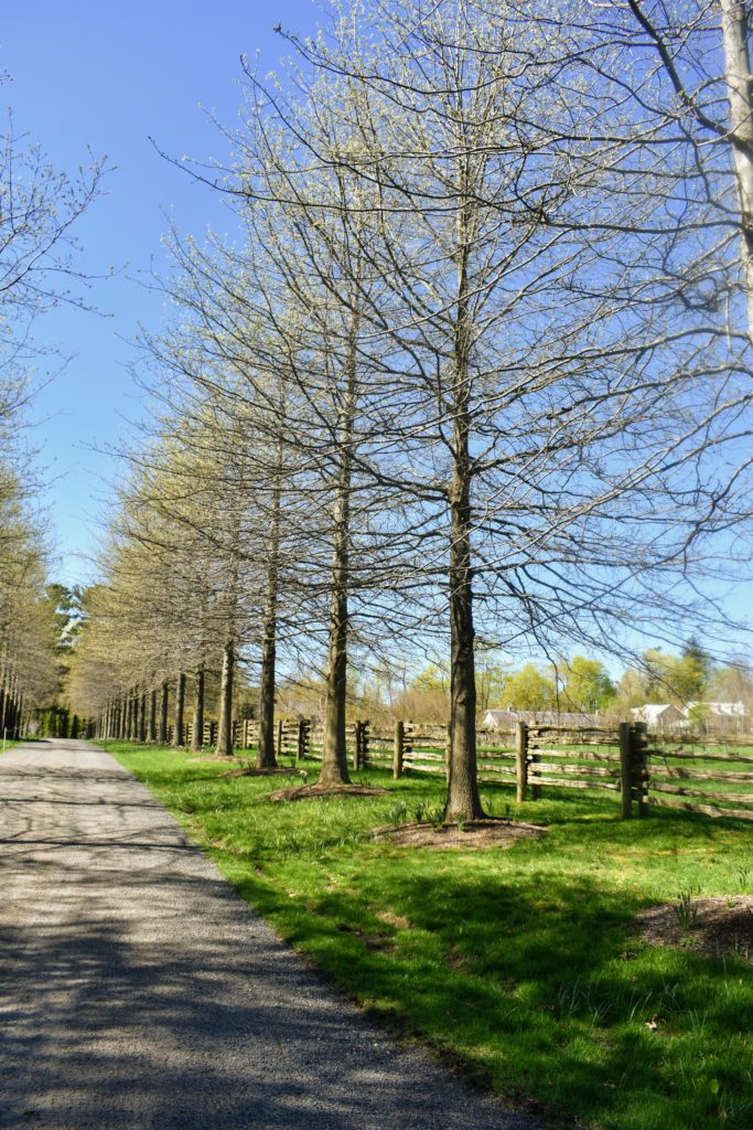 Springtime Trees at My Farm - The Martha Stewart Blog