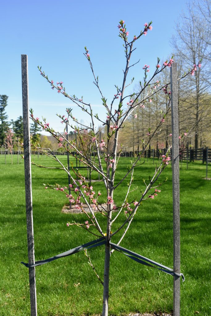 Springtime Trees at My Farm - The Martha Stewart Blog