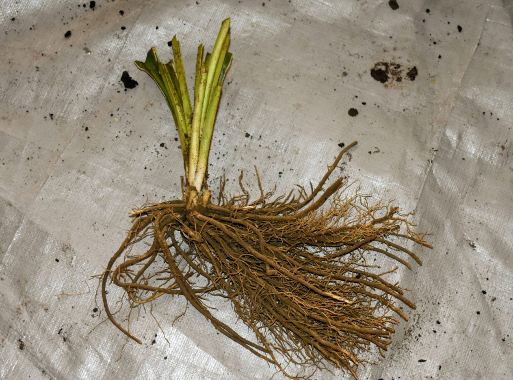 Using Hosta Plants in the Garden - The Martha Stewart Blog