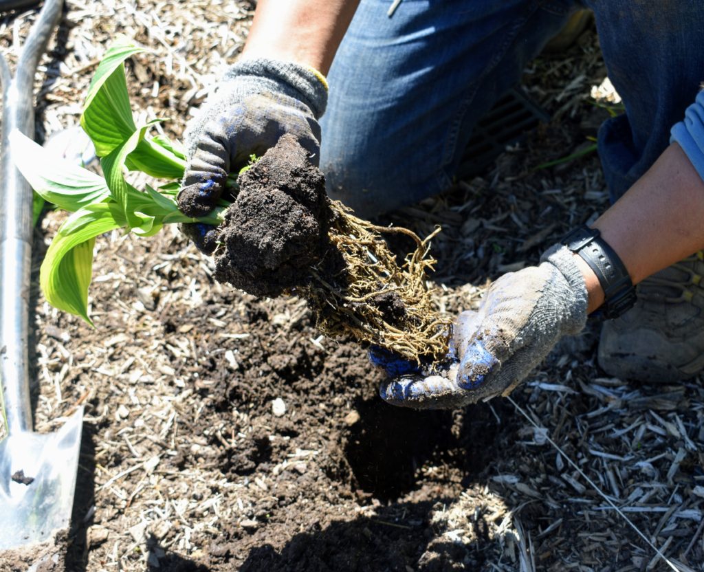 The Martha Stewart Blog : Blog Archive Using Hosta Plants in the Garden ...