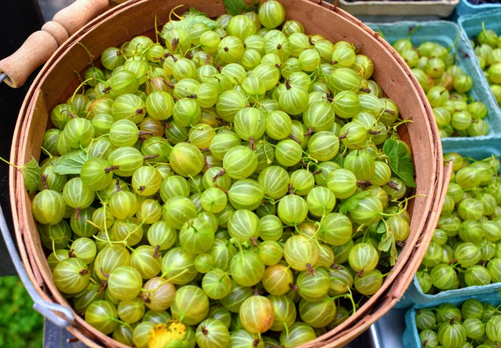 Moving My Gooseberry Bushes - The Martha Stewart Blog