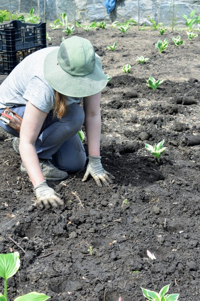 The Martha Stewart Blog : Blog Archive Planting Bulbs in a New Garden ...