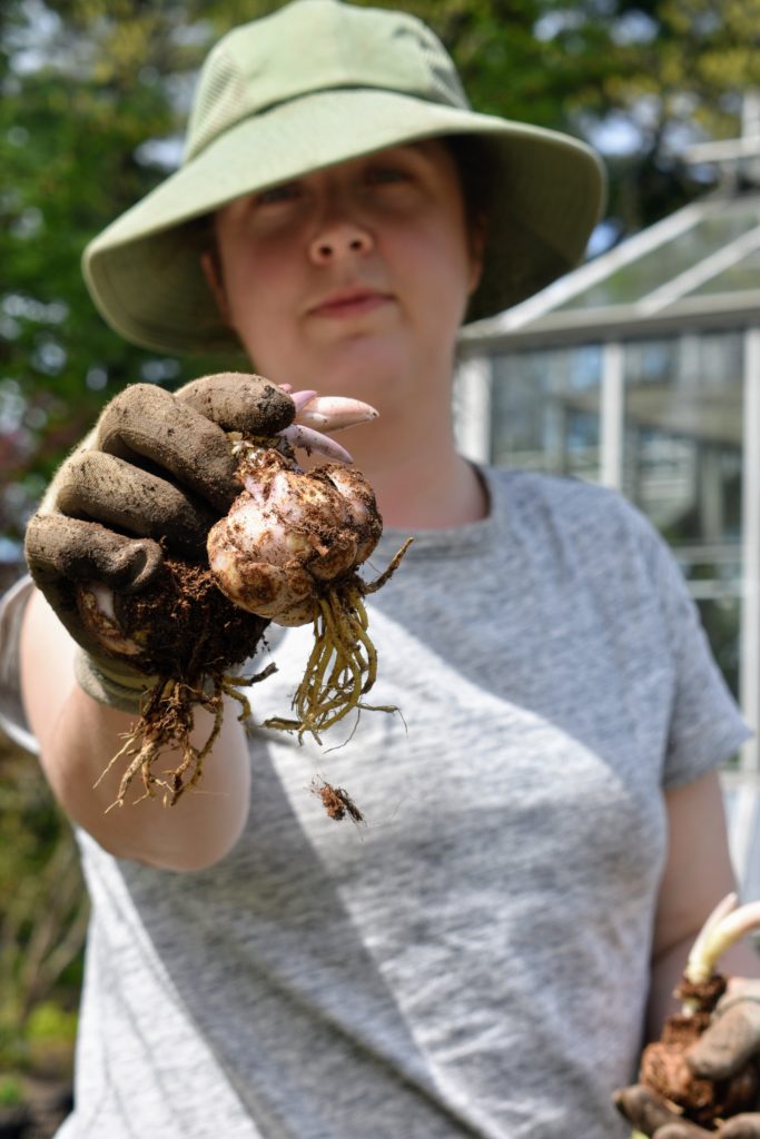 The Martha Stewart Blog : Blog Archive Planting Bulbs in a New Garden ...