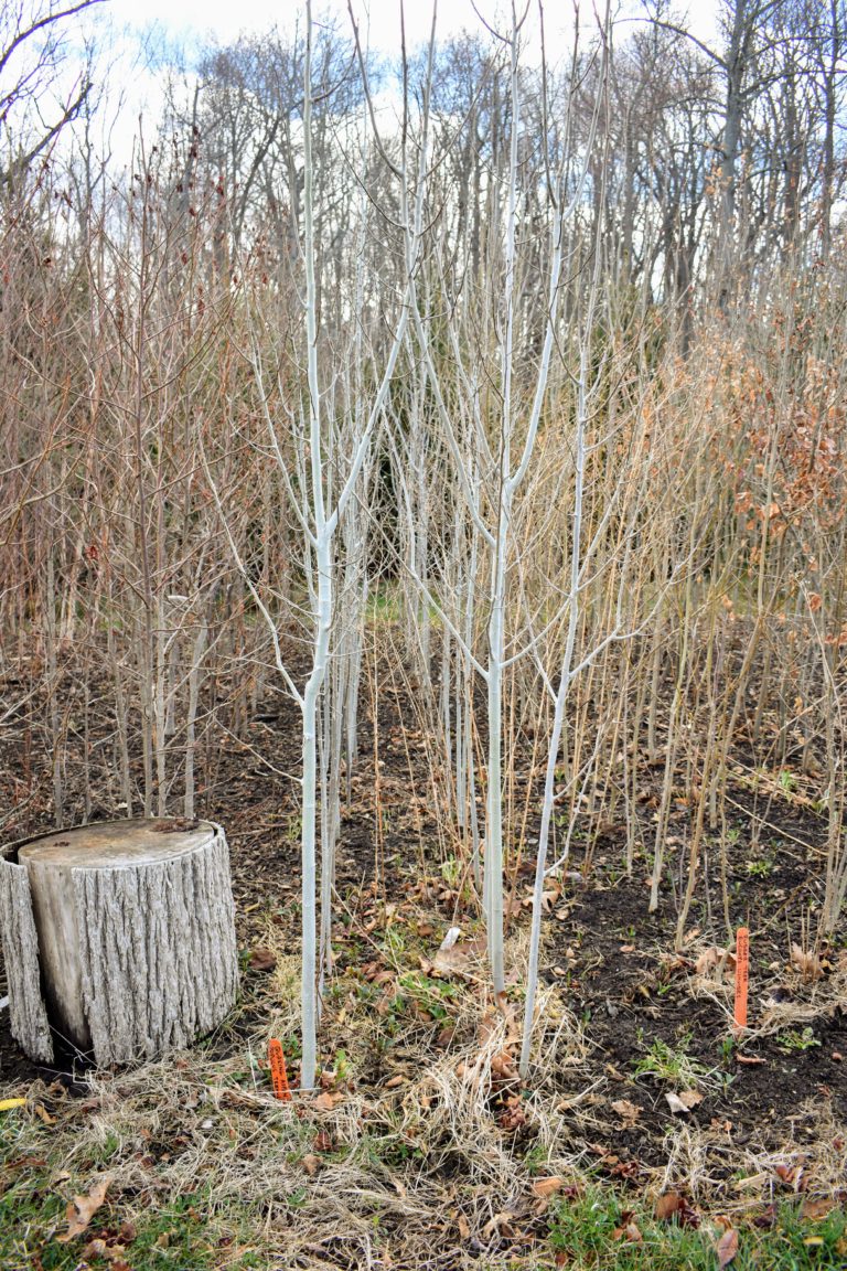 A Field of Young Trees - The Martha Stewart Blog