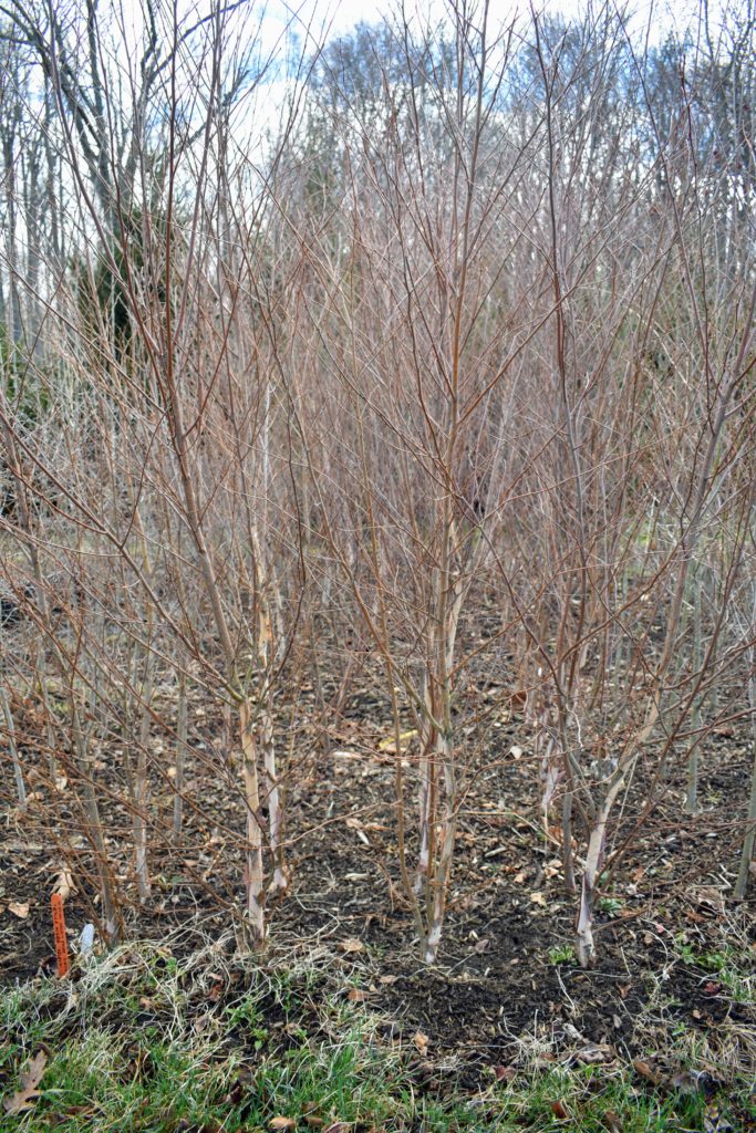 A Field of Young Trees - The Martha Stewart Blog