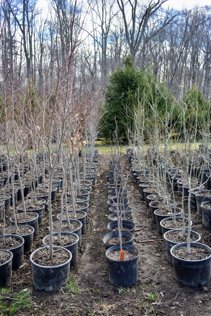 A Field of Young Trees - The Martha Stewart Blog