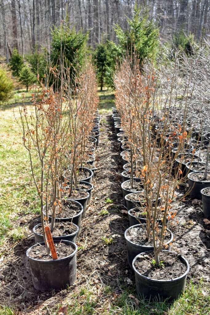 A Field of Young Trees - The Martha Stewart Blog