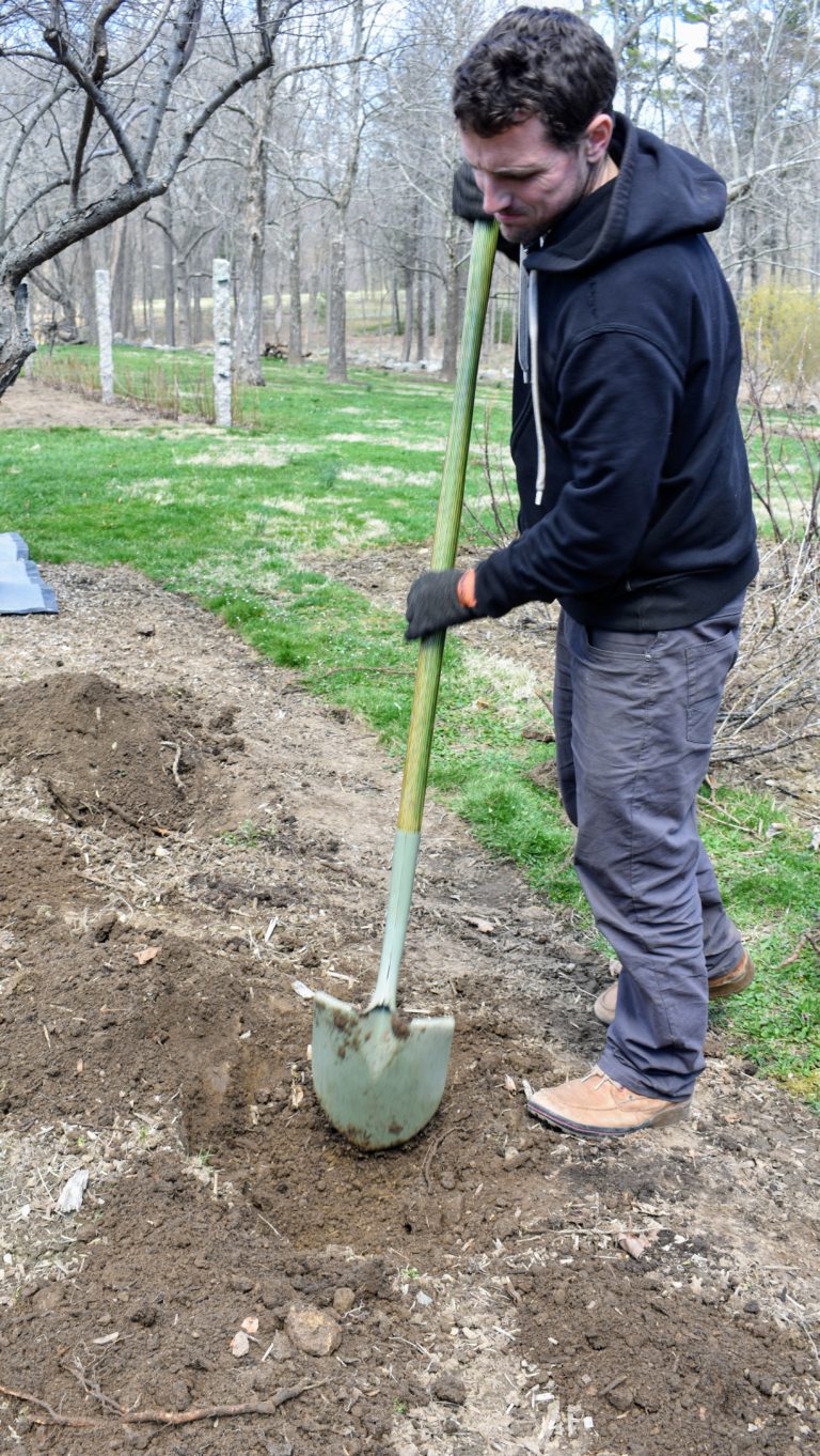 The Martha Stewart Blog : Blog Archive Moving My Gooseberry Bushes ...