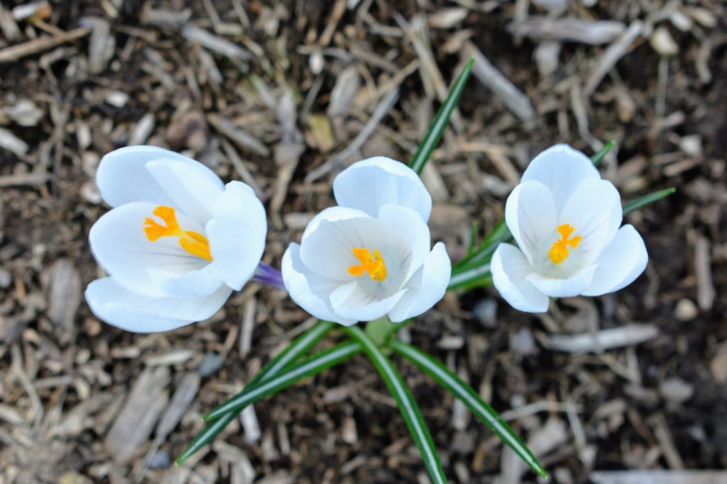More Spring Emergence at the Farm - The Martha Stewart Blog