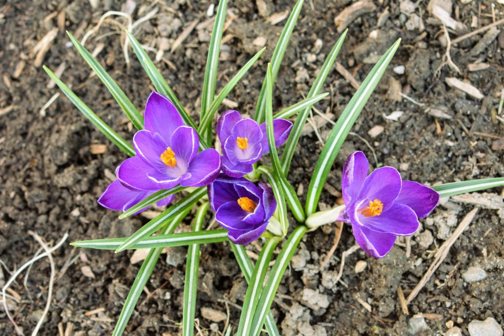 More Spring Emergence at the Farm - The Martha Stewart Blog