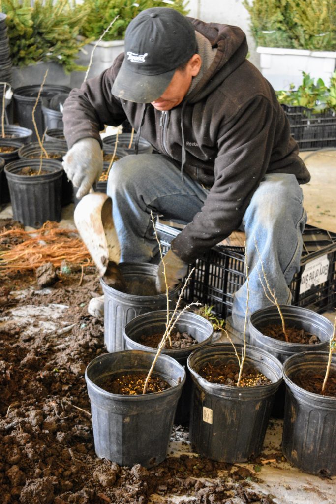 The Martha Stewart Blog : Blog Archive Trees and Shrubs from Musser ...