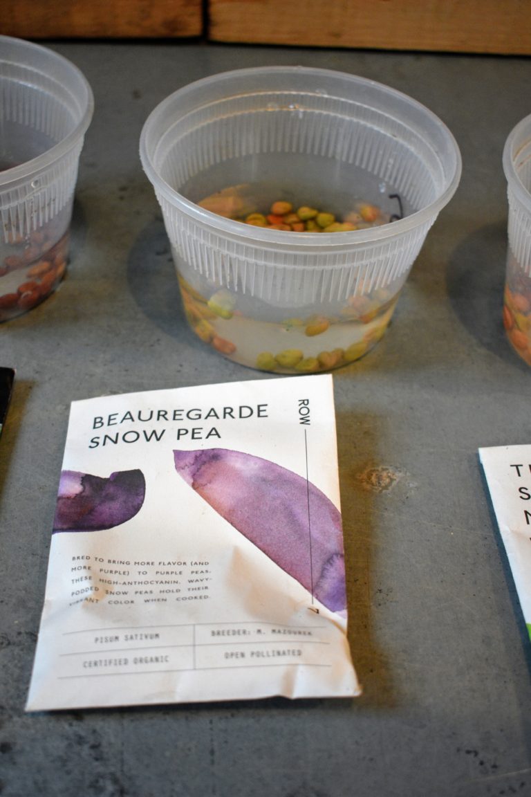 Preparing and Planting Peas - The Martha Stewart Blog