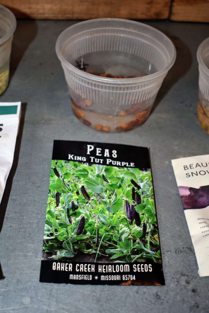 Preparing and Planting Peas - The Martha Stewart Blog