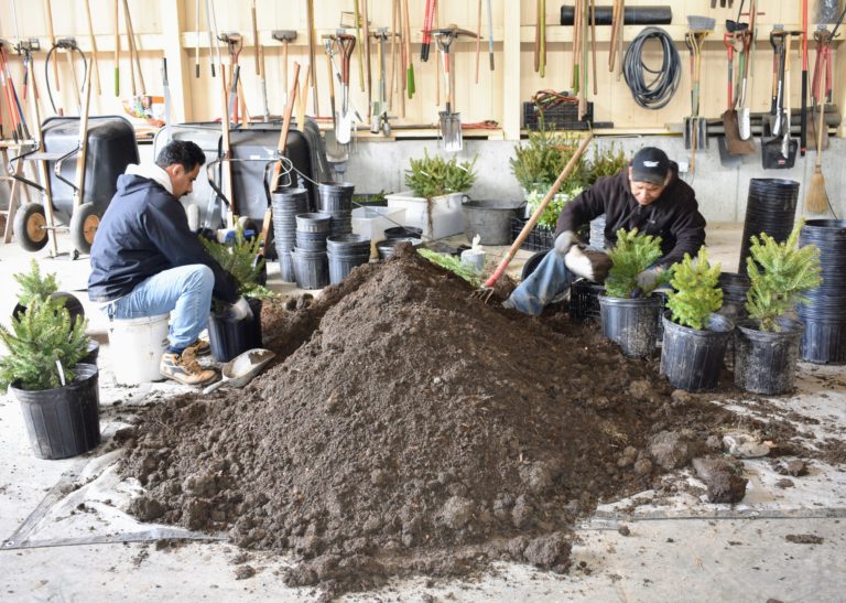 Trees and Shrubs from Musser Forests, Inc. - The Martha Stewart Blog